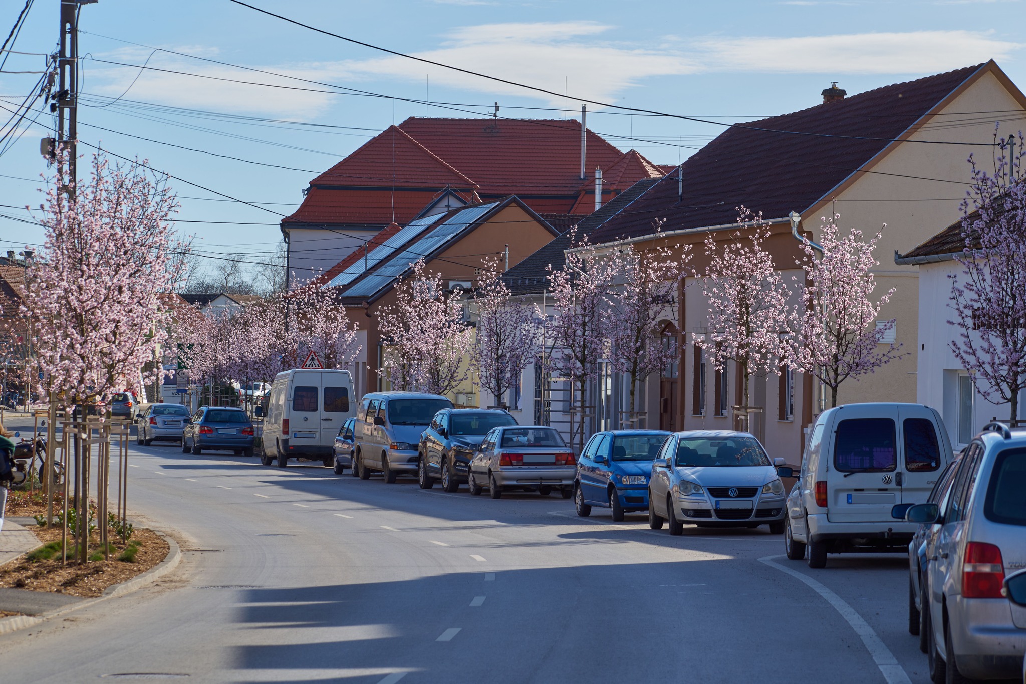 Gyönyörű: Villányban a mandulafa, Pécsett a magnólia virágzása ...