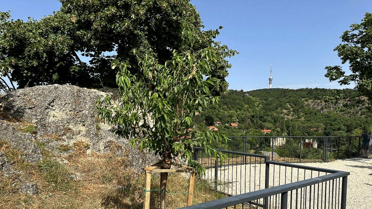 Mandulafa díszíti a megújult tettyei panorámasétányt | Pécs Aktuál